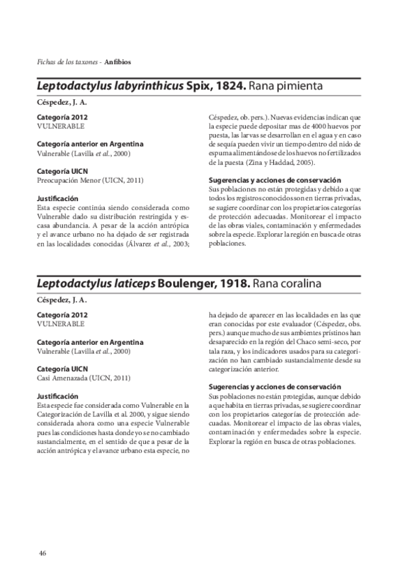 (PDF) Leptodactylus labyrinthicus Spix, 1824 Rana Pimienta