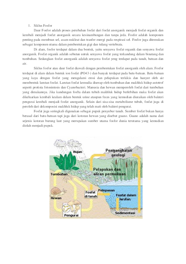 (DOC) Siklus Fosfor