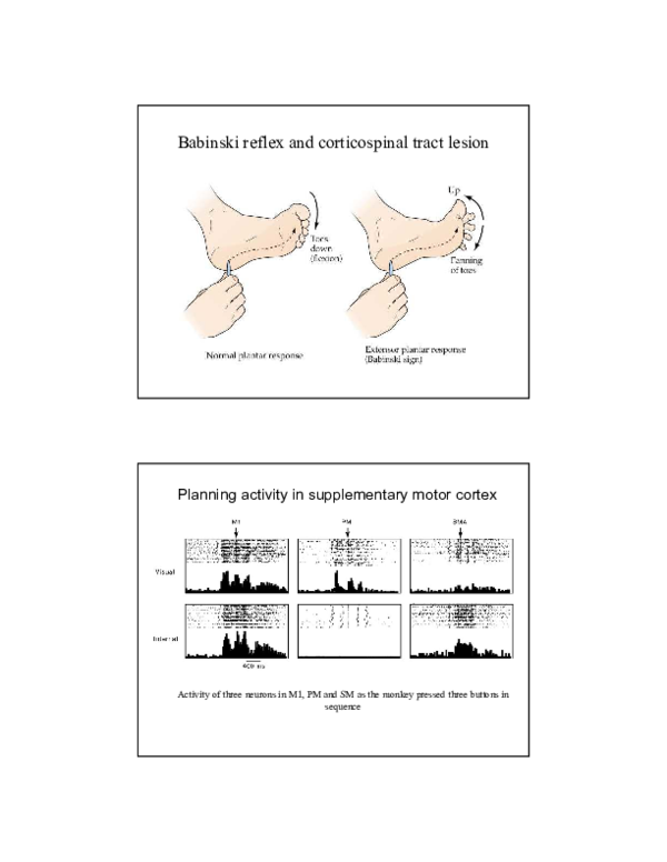(PDF) overhead Spinal Reflexes