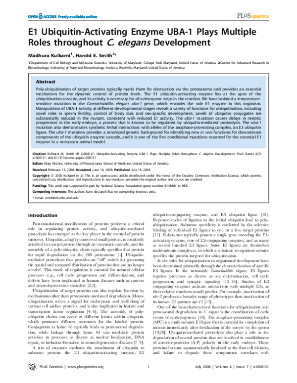 (PDF) E1 Ubiquitin-Activating Enzyme UBA1 Plays Multiple Roles ...