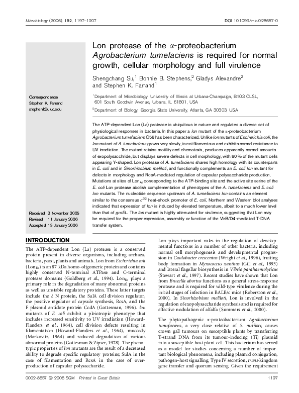 (PDF) Lon protease of the -proteobacterium Agrobacterium tumefaciens is ...