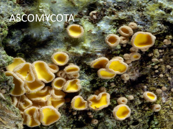 (PPT) HONGOS ASCOMYCOTA