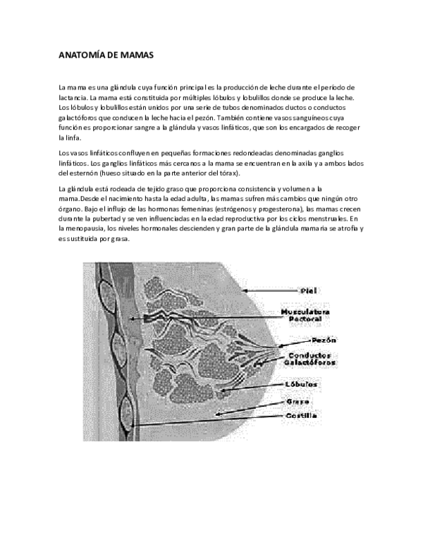 (DOC) ANATOMÍA DE MAMAS