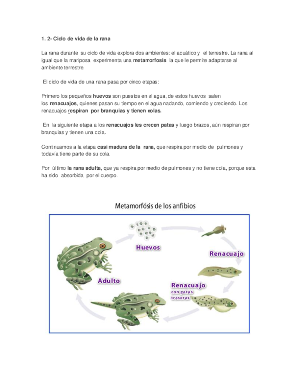 (DOC) Ciclo de vida de la rana