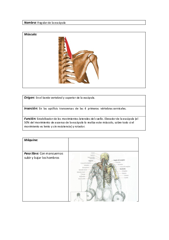 (DOC) Angular de la escapula