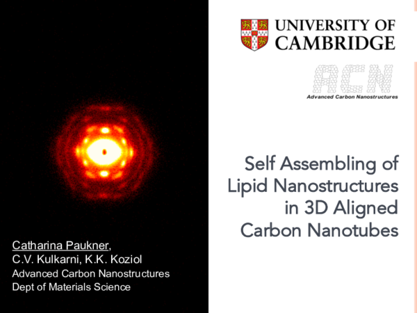 (PDF) Self Assembling of Lipid Nanostructures in 3D Aligned Carbon Nanotubes