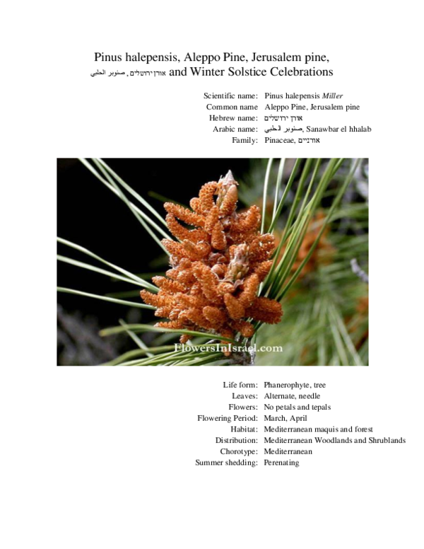 (DOC) Pinus halepensis, Aleppo Pine, Jerusalem pine, אורן ירושלים ...
