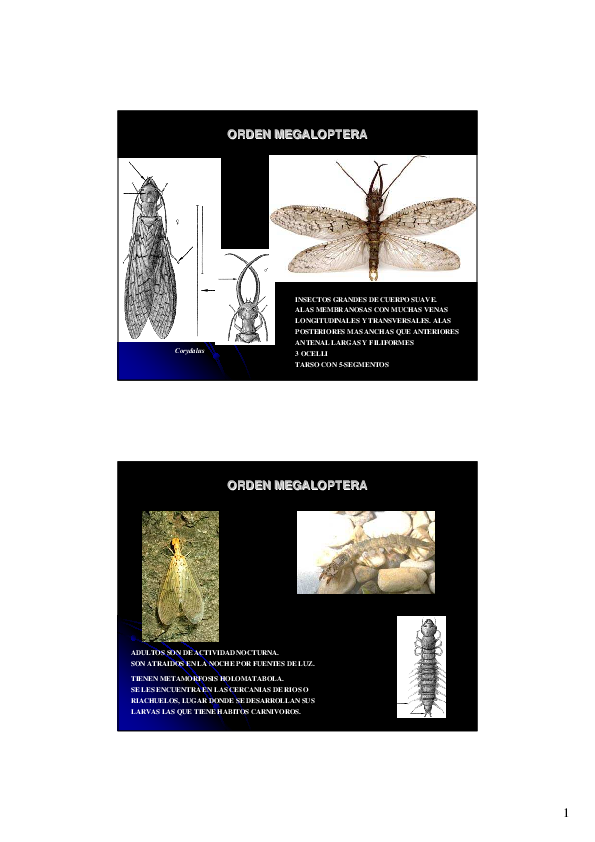 (PDF) ORDEN NEUROPTERA FAMILIA HEMEROBIIDAE LOS ADULTOS SON ACTIVOS ...