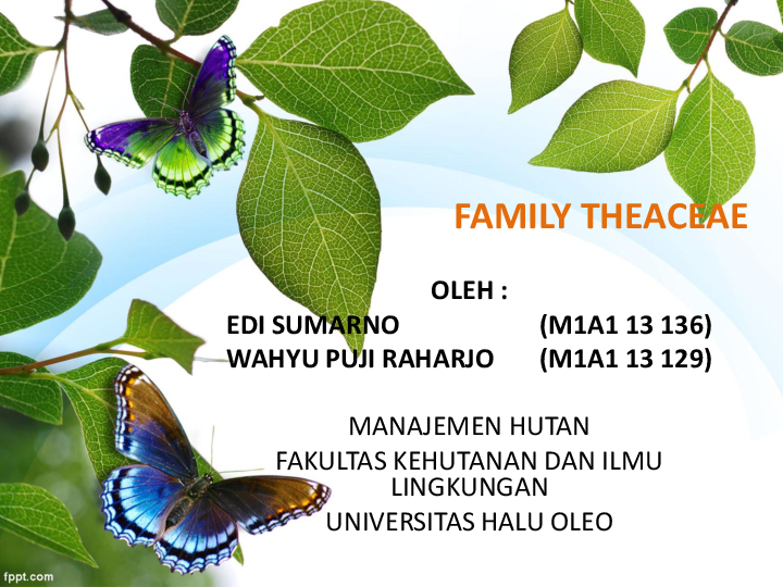 (PPT) FAMILY THEACEAE