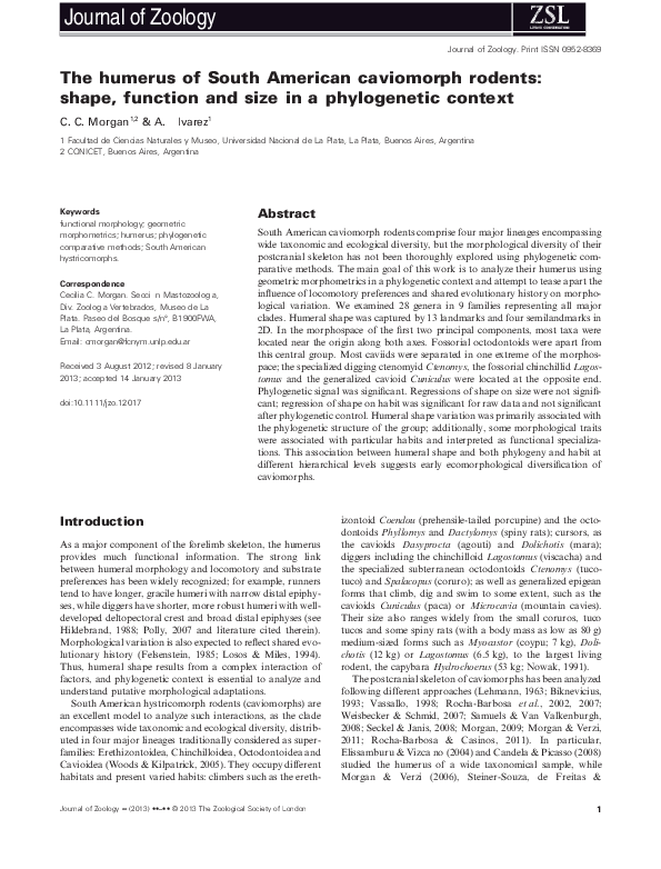 (PDF) The humerus of South American caviomorph rodents: shape, function ...