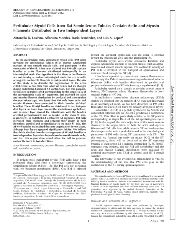 (PDF) Peritubular Myoid Cells from Rat Seminiferous Tubules Contain ...