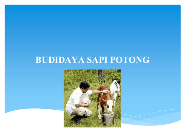 (PPT) budidaya sapi potong