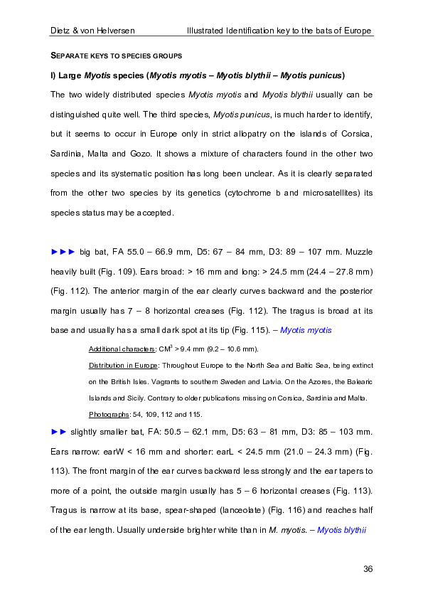 (PDF) Identification key bats, part 2