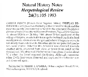 Carlia fusca (brown four-fingered skink) Display behaviour