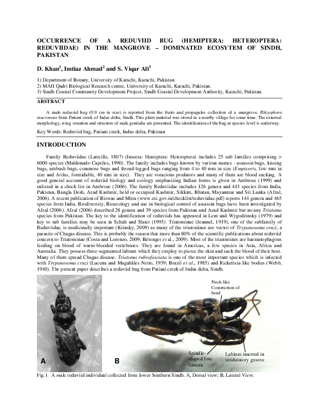 (PDF) OCCURRENCE OF A REDUVIID BUG (HEMIPTERA: HETEROPTERA: REDUVIIDAE ...