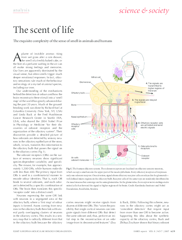 (PDF) The scent of life. The exquisite complexity of the sense of smell ...