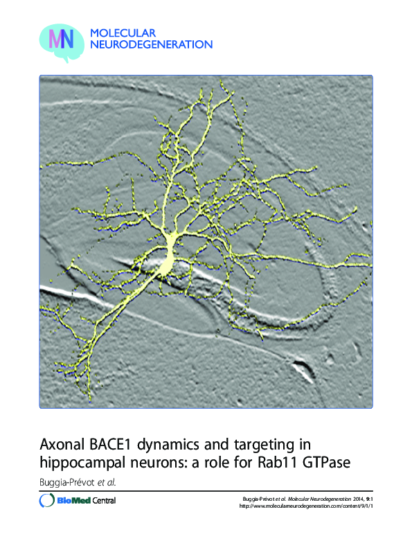 Axonal BACE1 dynamics and targeting in hippocampal neurons: a role for ...