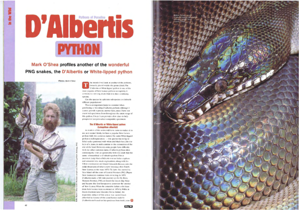 Pythons of Paradise Part 6. D'Albertis pythons