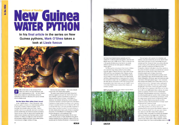 Pythons of Paradise Part 8. New Guinea water python