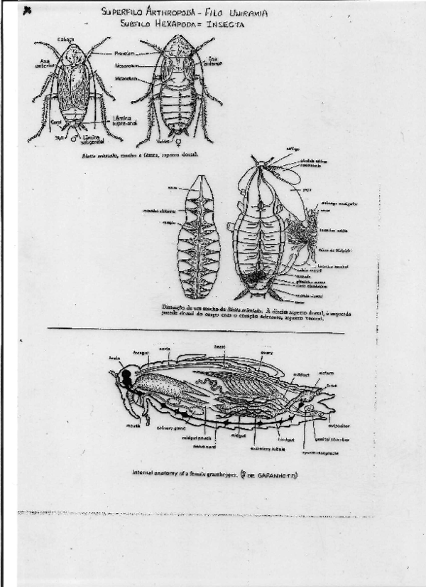 (PDF) Anatomia de insetos