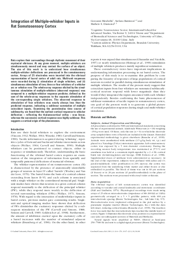 Pdf Integration Of Multiple Whisker Inputs In Rat Somatosensory Cortex