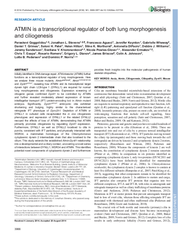 ATMIN is a transcriptional regulator of both lung morphogenesis and ...