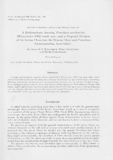 (PDF) A Multinucleate Amoeba, Parachaos zoochlorellae (WILLUMSEN 1982 ...