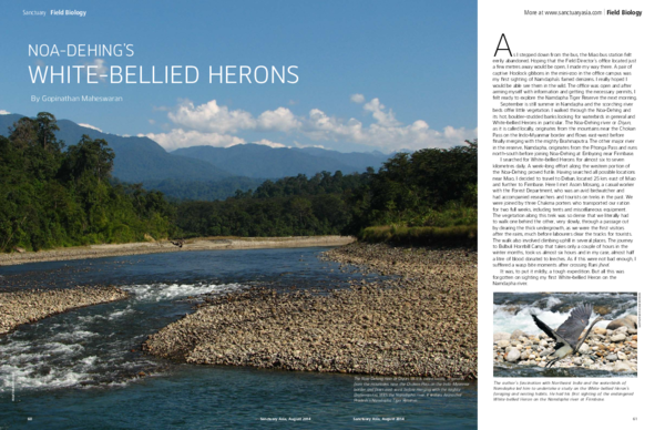 (PDF) White-bellied herons of Noa-Dihing