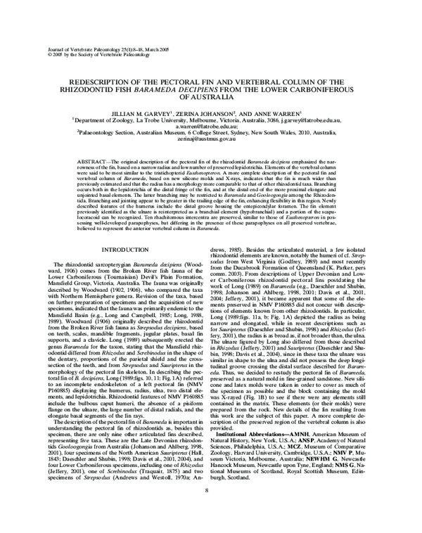 (PDF) A new species of Barameda (Rhizodontida) and heterochrony in the ...