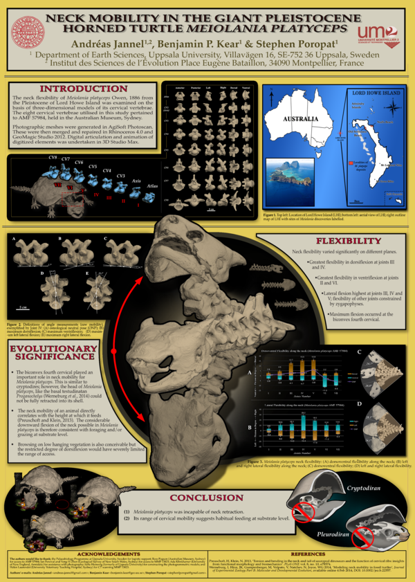 (PDF) Neck mobility in the giant Pleistocene horned turtle Meiolania ...