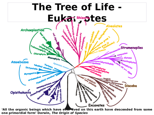 (PPT) Tree of Life Lecture 1: Eukaryotes