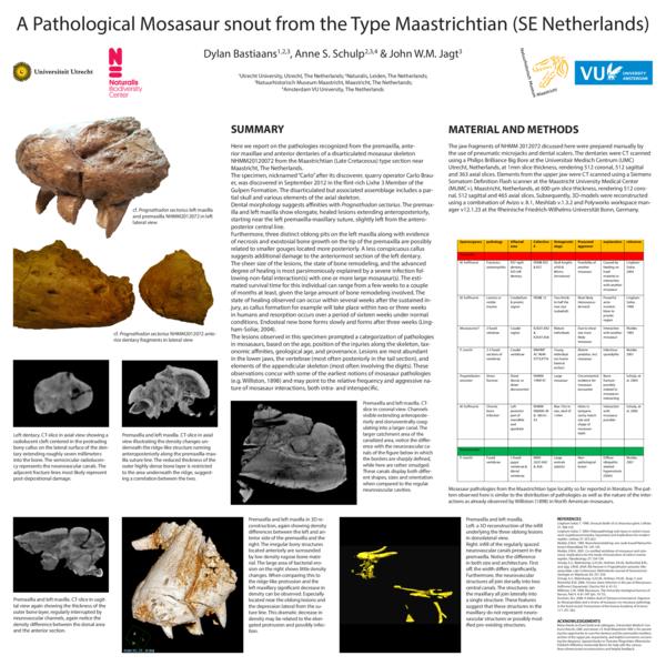 (PDF) SVP: A Pathological Mosasaur Snout from the Type Maastrichtian ...