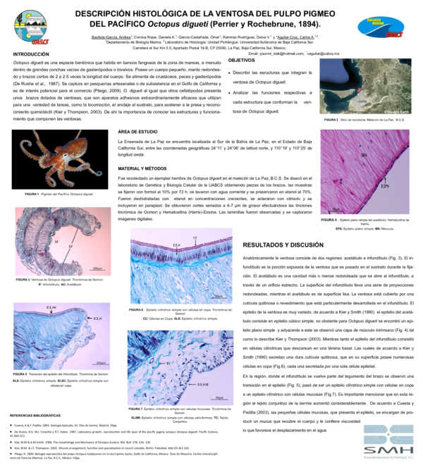 (PDF) CARTEL - Descripción Histológica De Las Ventosas Del Pulpo Pigmeo ...