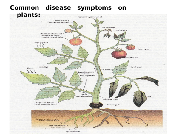 (PPT) Common plant disease symptoms