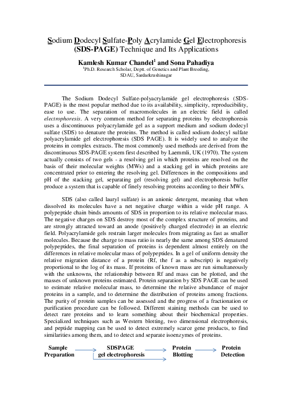 (PDF) Sodium Dodecyl Sulfate-polyacrylamide gel electrophoresis (SDS-PAGE)