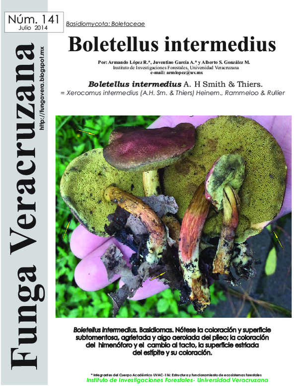 (PDF) Boletellus intermedius