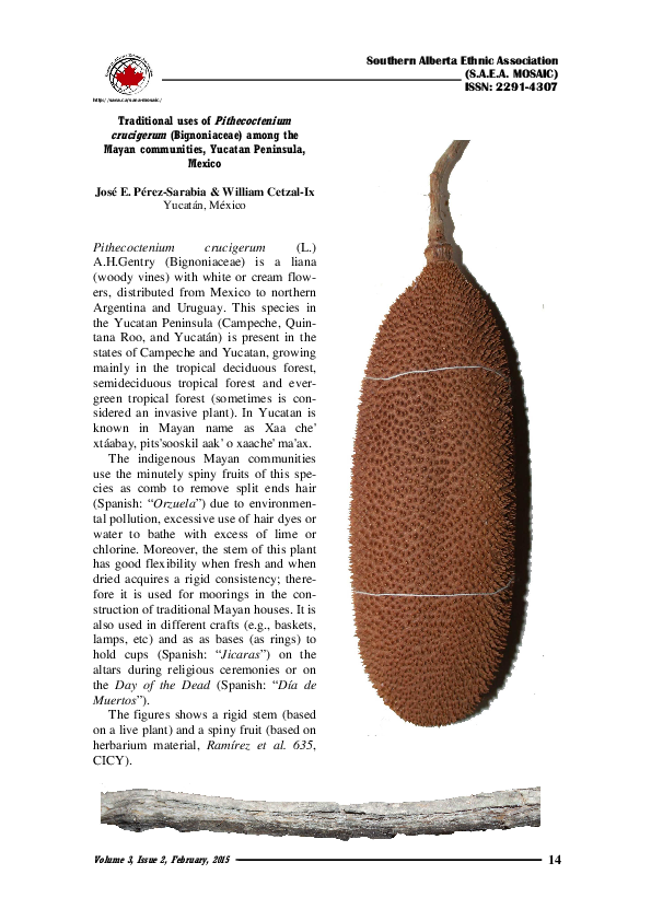 (PDF) Traditional uses of Pithecoctenium crucigerum (Bignoniaceae) in ...