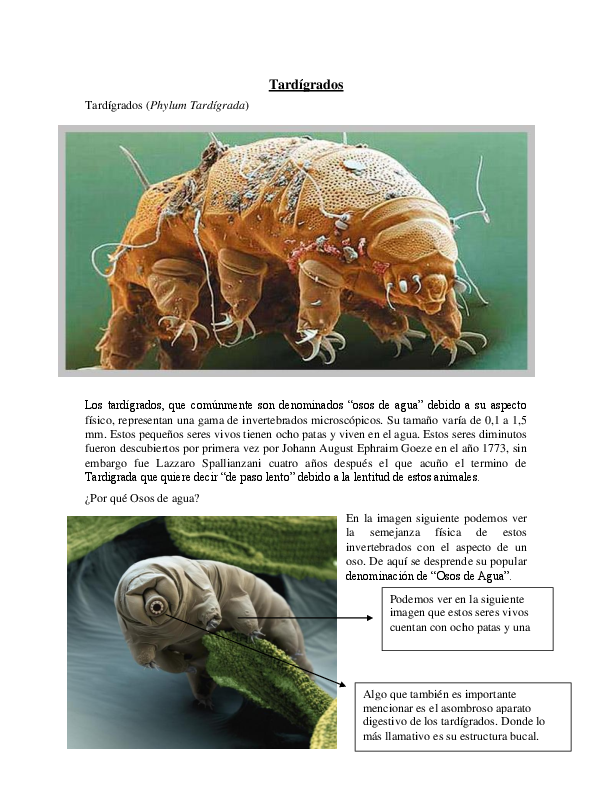 (PDF) Tardígrados (Phylum Tardígrada