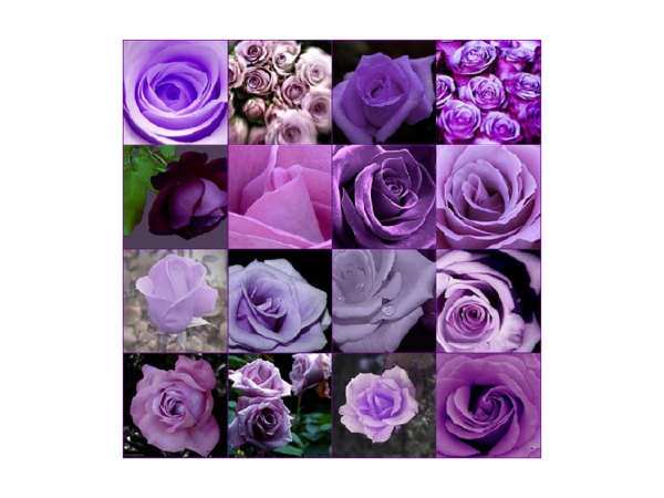 (PPT) 65 Roses