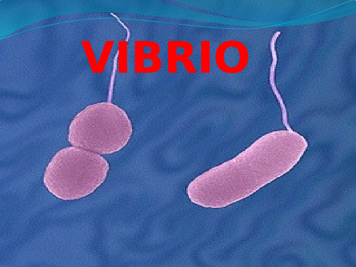 (PPT) mikro vibrio