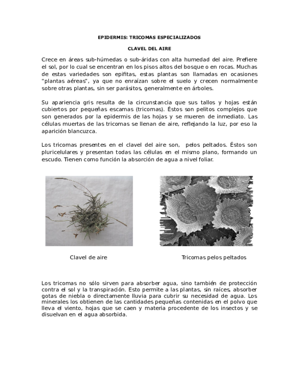 (DOC) EPIDERMIS: TRICOMAS ESPECIALIZADOS