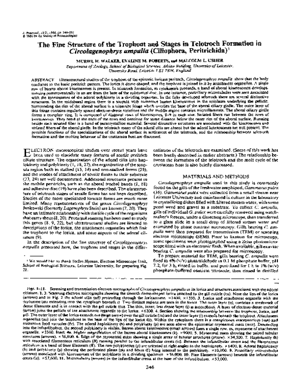 The Fine Structure of the Trophont and Stages in Telotroch Formation in ...