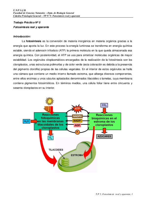 (PDF) Trabajo Práctico Nº 5 Fotosíntesis real y aparente