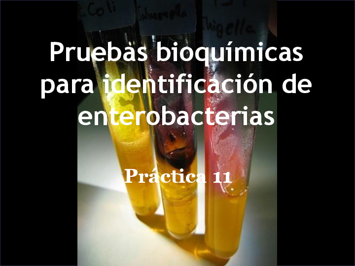 (PDF) Pruebas bioquímicas para identificación de enterobacterias