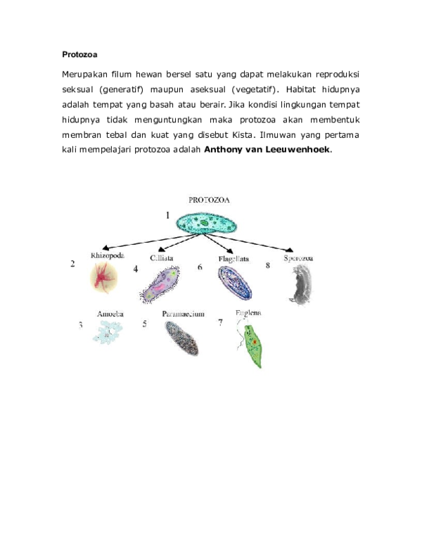 (DOC) protozoa