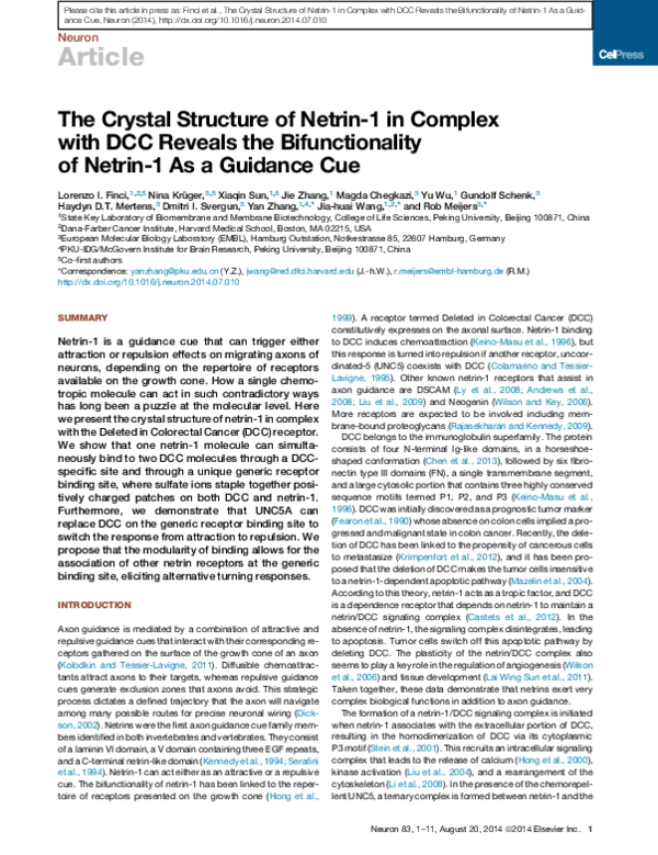(PDF) The Crystal Structure of Netrin-1 in Complex with DCC Reveals the ...