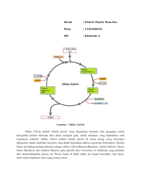 Siklus Calvin Perhatikan Bagan Siklus Calvin Berikut! Berdasarkan