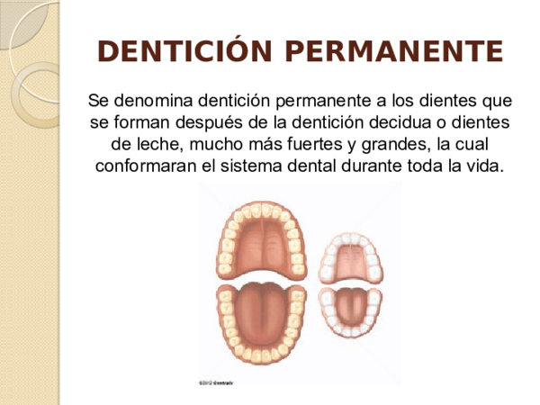 (PPT) Dentición permanente