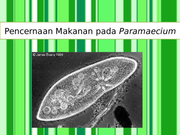 Pencernaan Makanan pada Paramaecium