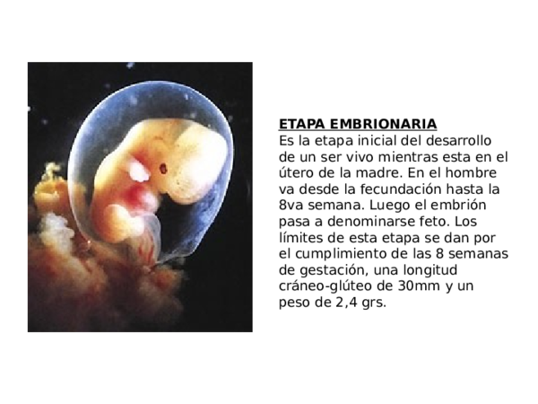 (PPT) embriologia